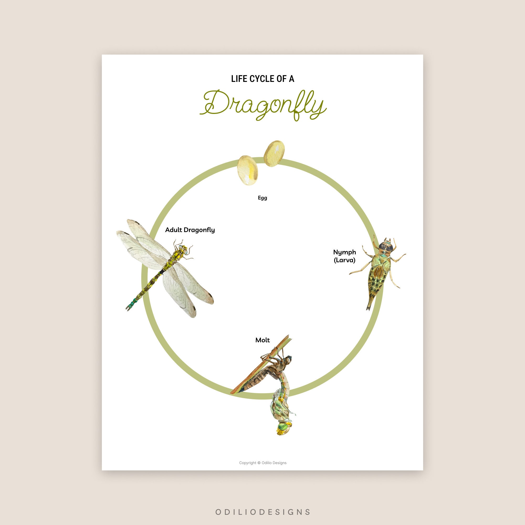 Dragonfly Life Cycle Diagram Puzzle Printable Busy Book Worksheet for ...