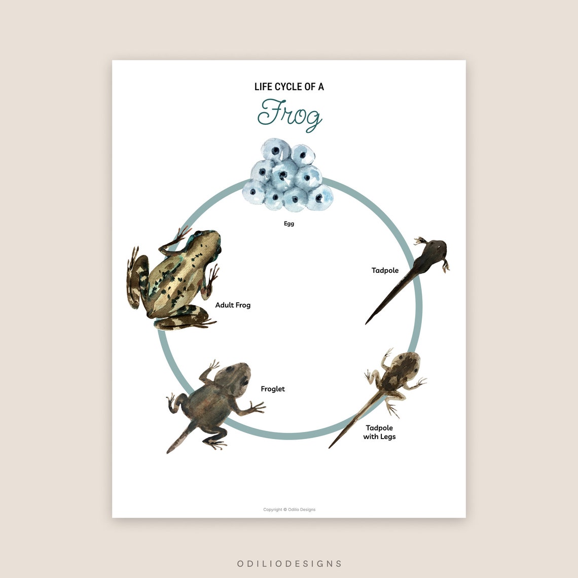 Frog Life Cycle Diagram Puzzle Printable Busy Book Worksheet for ...