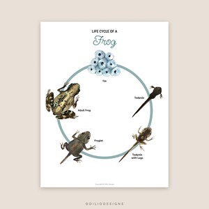 Frog Life Cycle Diagram Puzzle Printable Busy Book Worksheet for ...