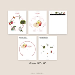 Apple Life Cycle Printable Poster & Puzzle Busy Book Worksheet Page for ...