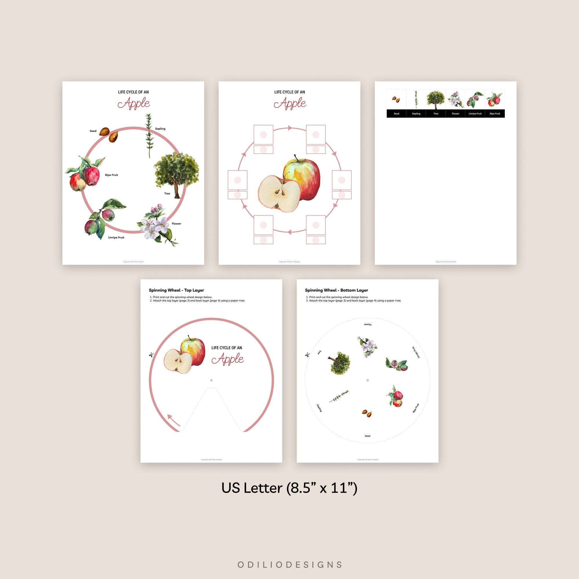 Apple Life Cycle Printable Poster & Puzzle Busy Book Worksheet Page for ...