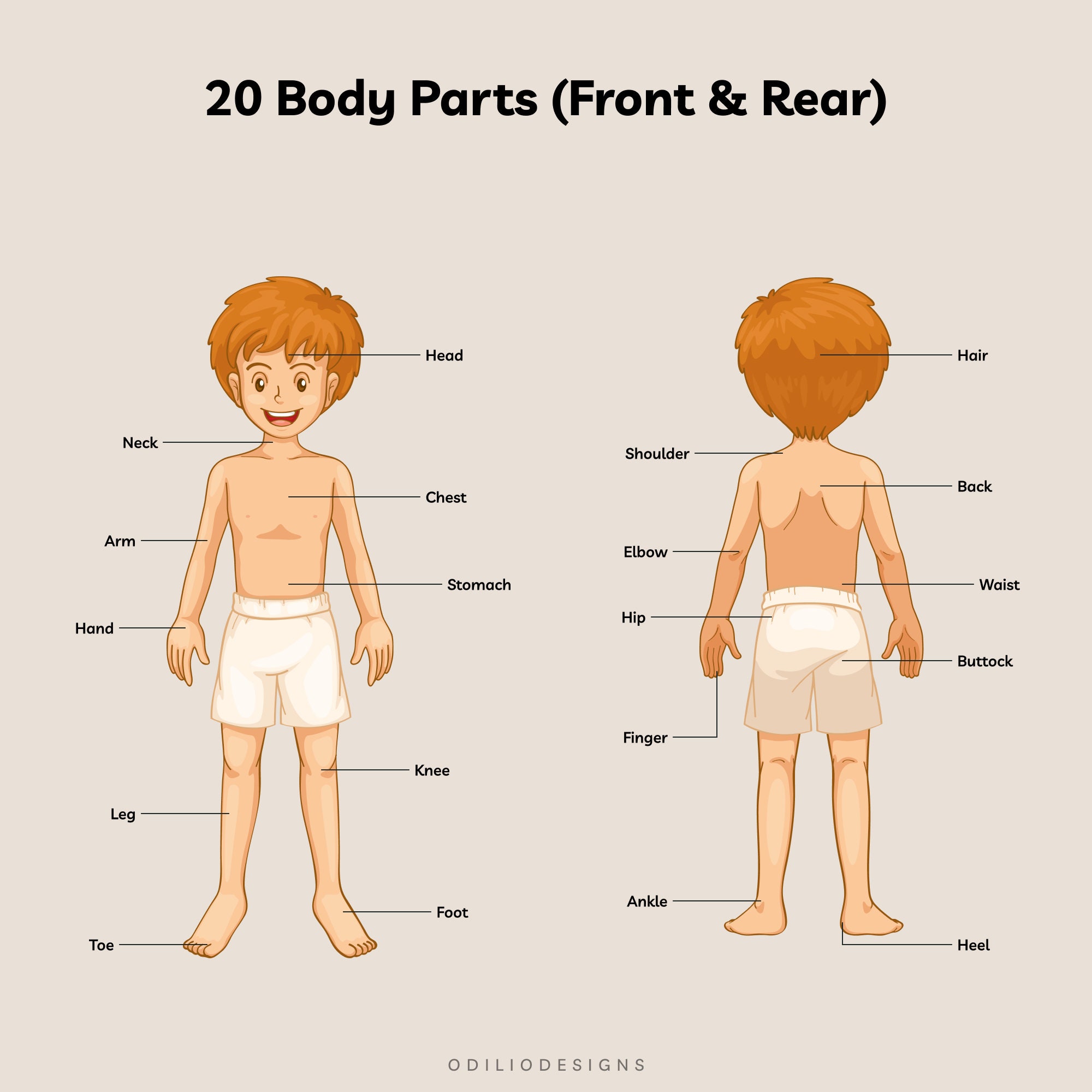 Printable Body Parts Worksheet and Human Anatomy Activity for Toddler ...