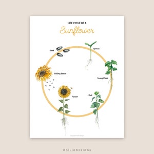 Sunflower Life Cycle Wheel and Puzzle Printable Montessori Learning ...