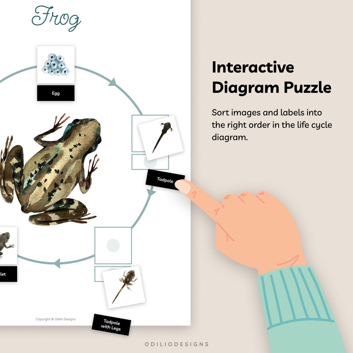 Frog Life Cycle Diagram Puzzle Printable Busy Book Worksheet for ...
