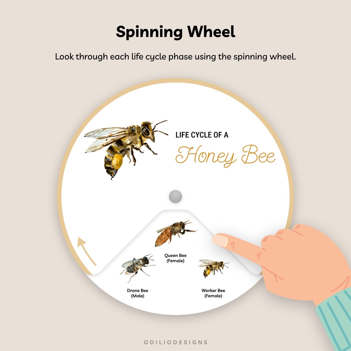 Honey Bee Life Cycle Printable Poster & Puzzle Busy Book Worksheet for ...