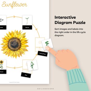 Sunflower Life Cycle Wheel and Puzzle Printable Montessori Learning ...