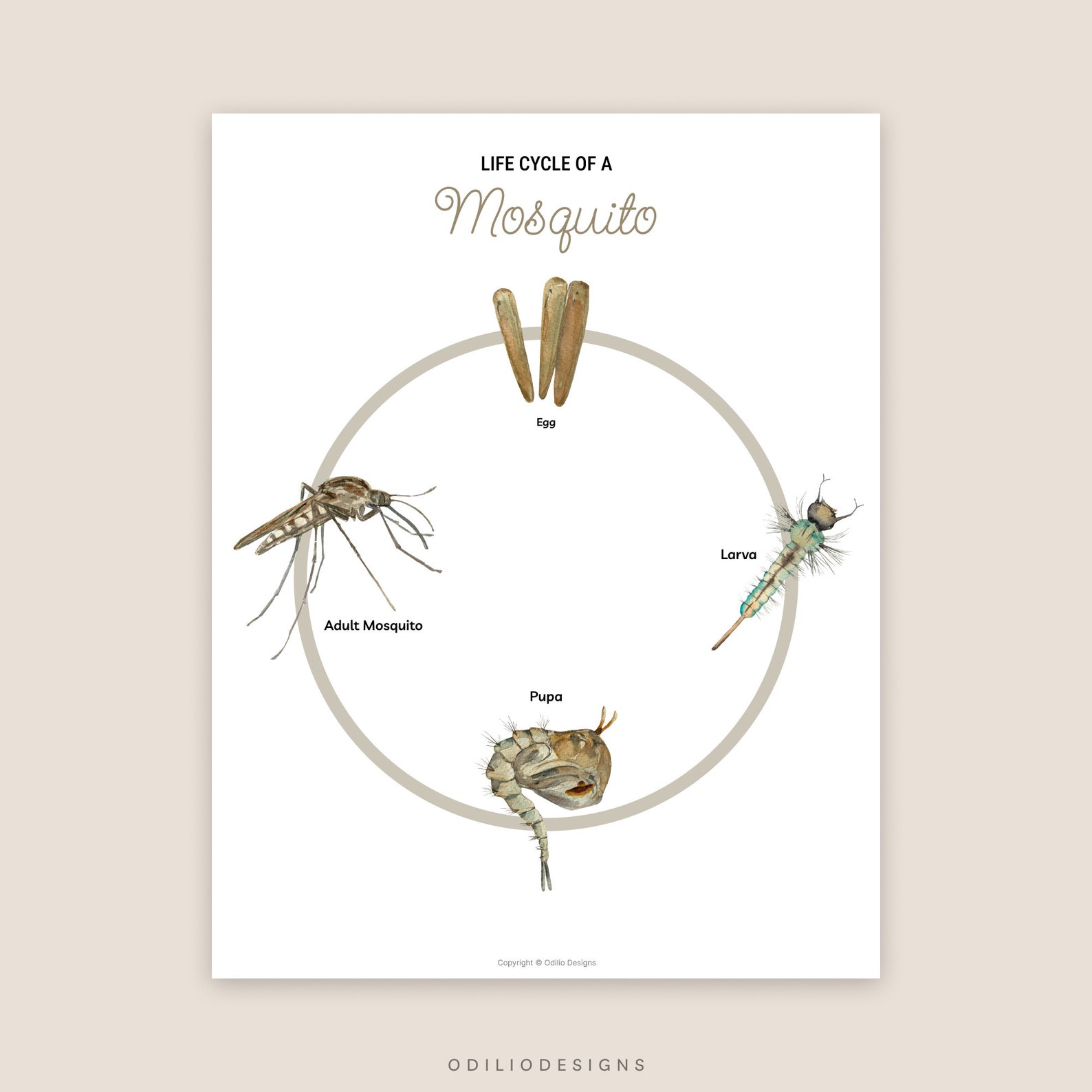 Mosquito Life Cycle Printable Poster & Puzzle Busy Book Worksheet for ...