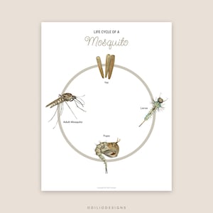Mosquito Life Cycle Printable Poster & Puzzle Busy Book Worksheet for ...