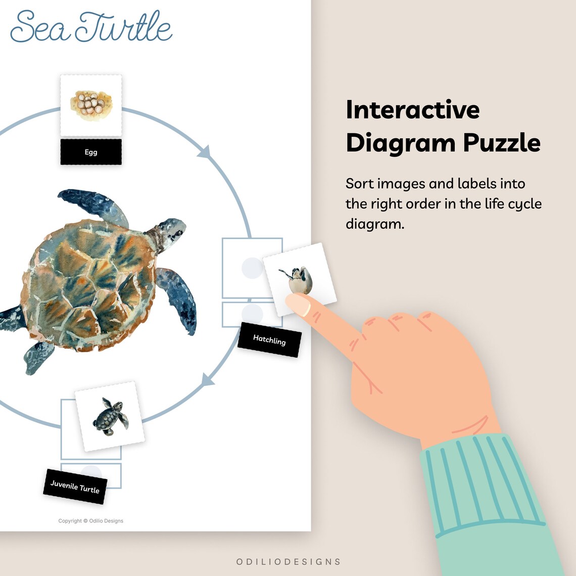 Sea Turtle Life Cycle Printable Poster & Puzzle Busy Book Worksheet for ...