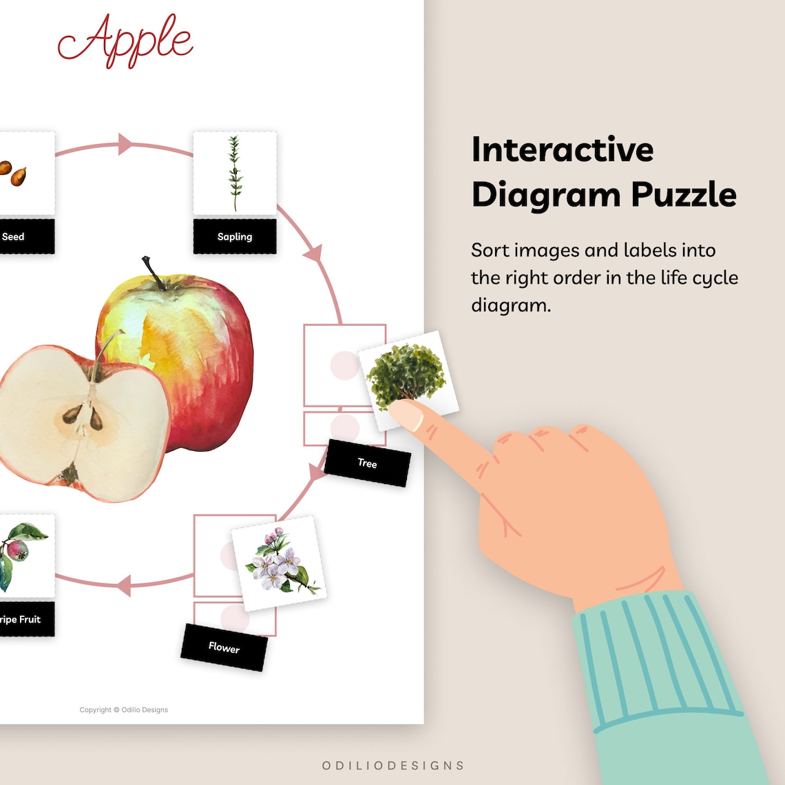Apple Life Cycle Printable Poster & Puzzle Busy Book Worksheet Page for ...