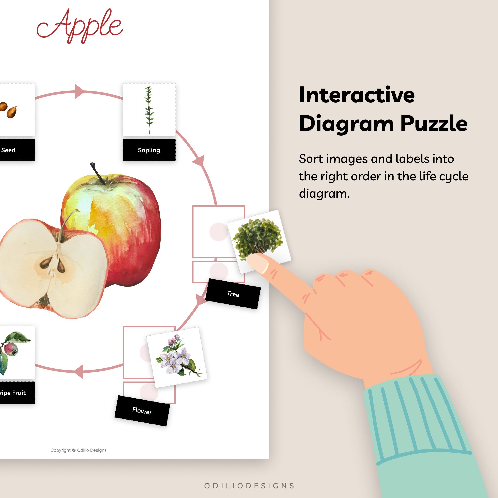 Apple Life Cycle Printable Poster & Puzzle Busy Book Worksheet - Etsy