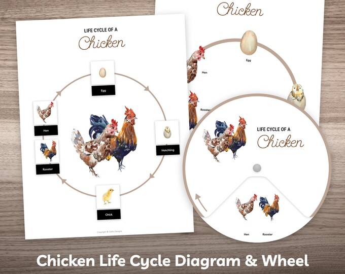 Foldable Chicken Life Cycle Learning Activity for Kids | A4 and 11x8.5 ...