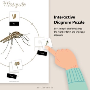 Mosquito Life Cycle Printable Poster & Puzzle Busy Book Worksheet for ...