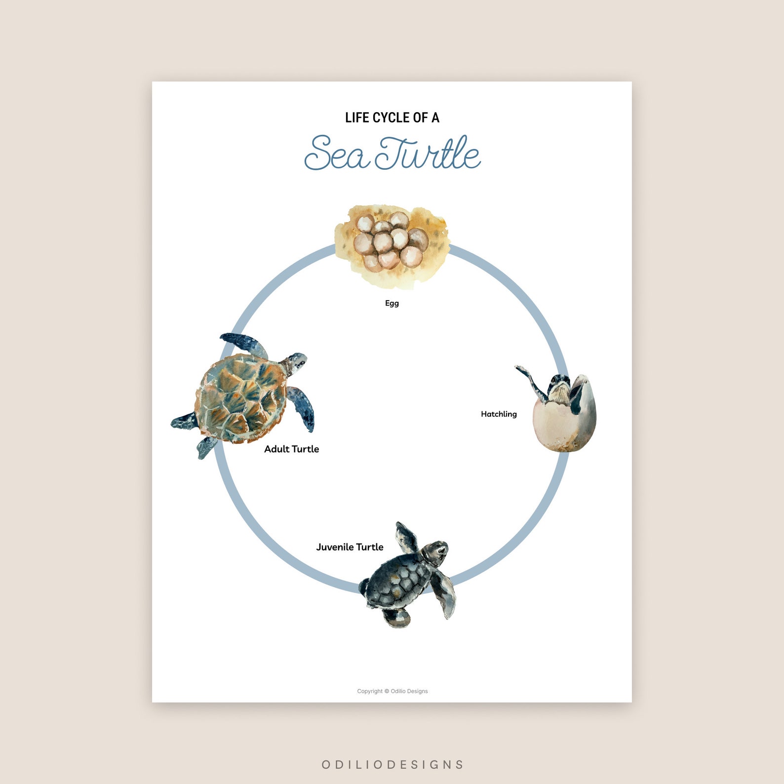 Sea Turtle Life Cycle Printable Poster & Puzzle Busy Book Worksheet for ...
