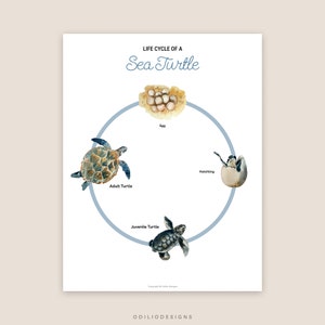 Sea Turtle Life Cycle Printable Poster & Puzzle Busy Book Worksheet for ...
