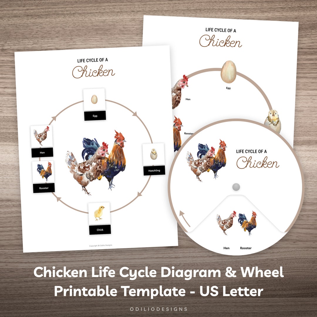Chicken Life Cycle Printable Poster & Puzzle Busy Book - Etsy