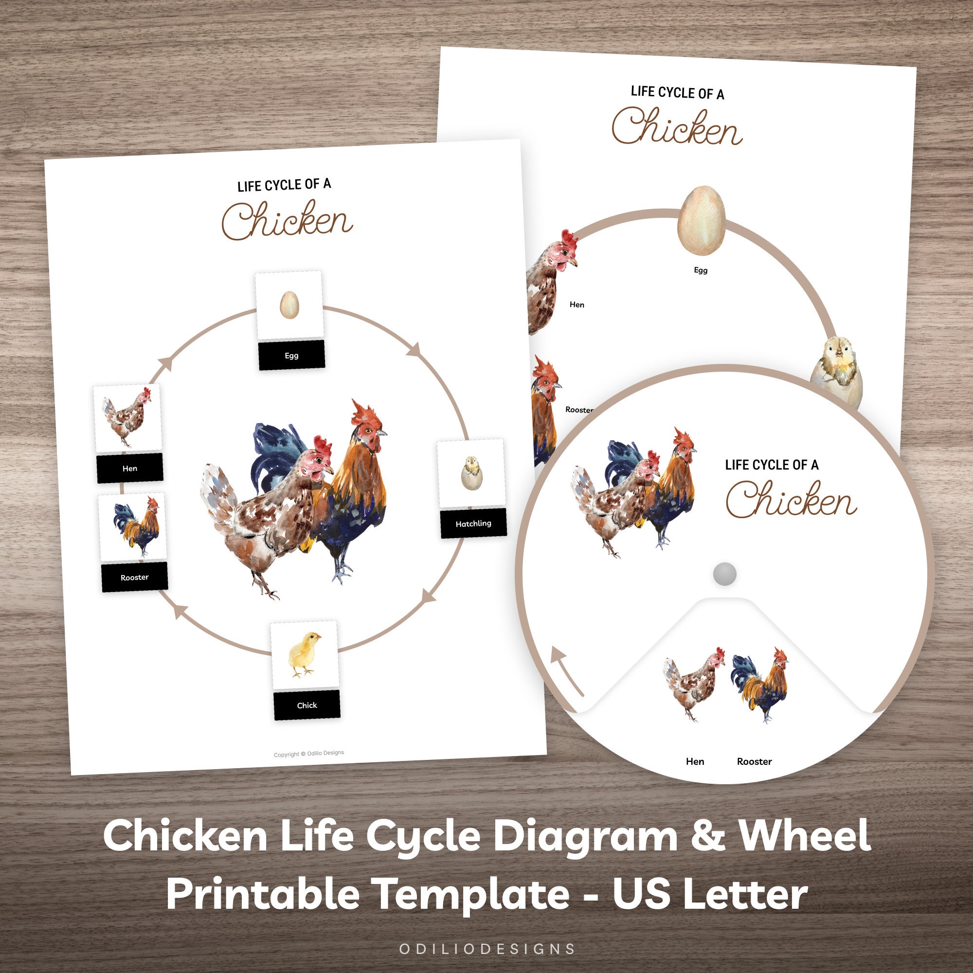 Chicken Life Cycle Printable Poster & Puzzle Busy Book - Etsy
