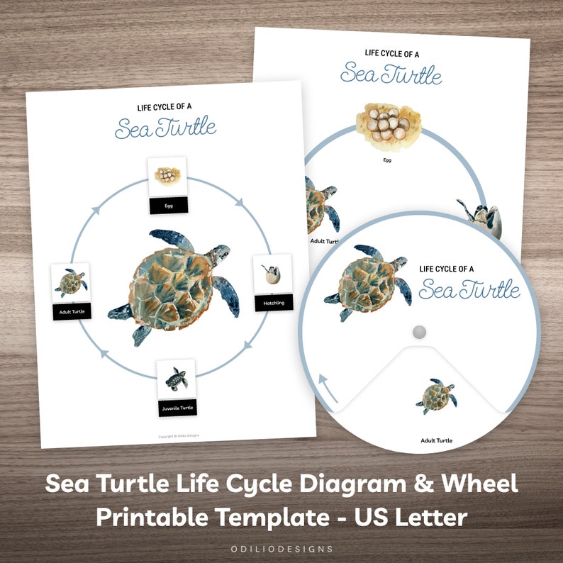 Sea Turtle Life Cycle Printable Poster & Puzzle Busy Book - Etsy