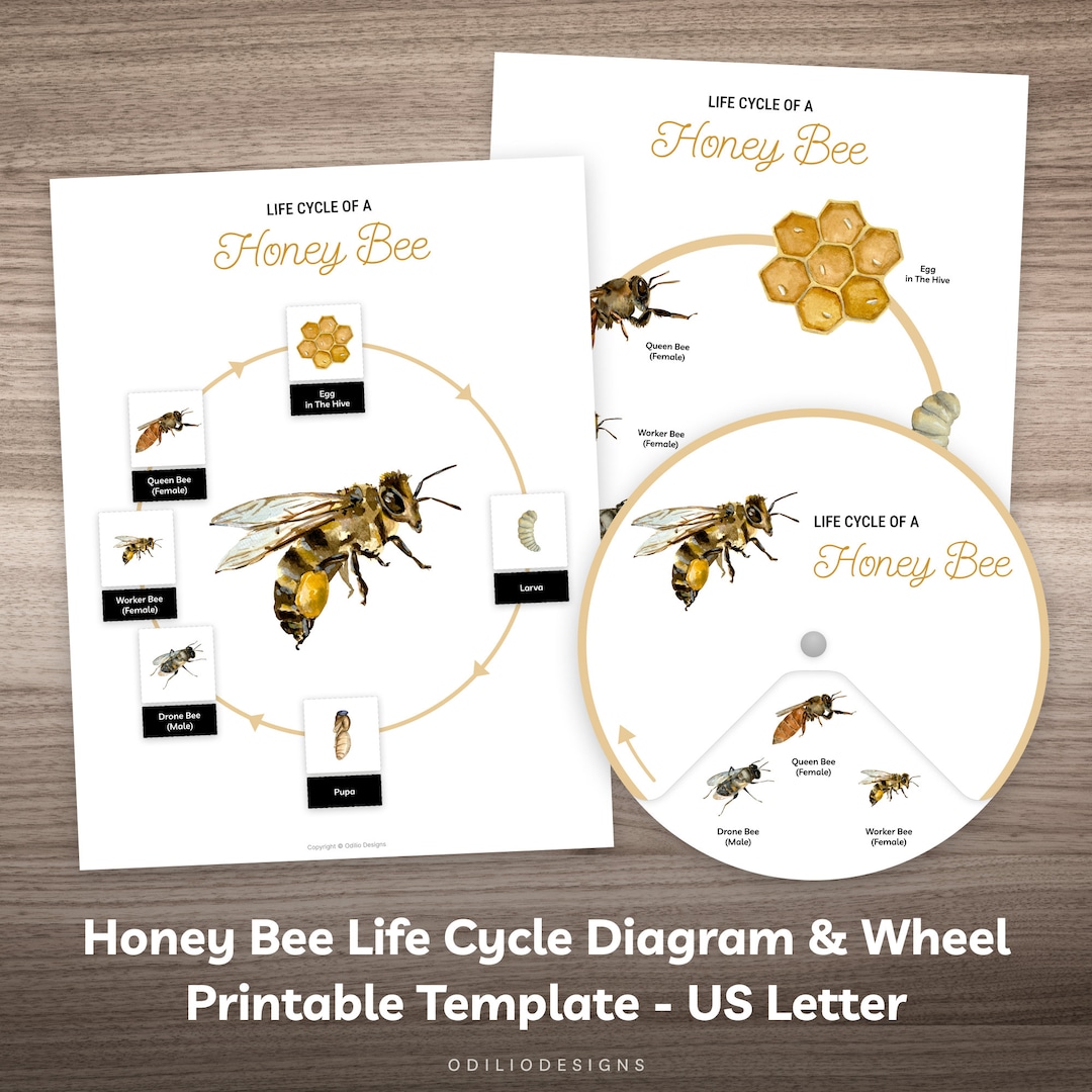 Honey Bee Life Cycle Printable Poster & Puzzle Busy Book Worksheet for ...