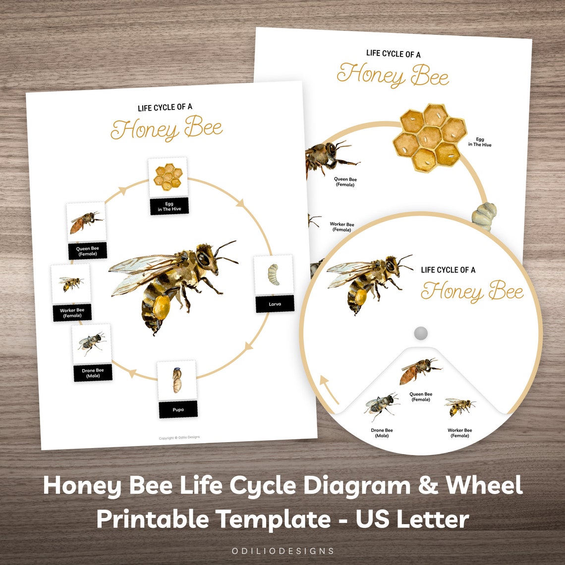 Honey Bee Life Cycle Printable Poster & Puzzle Busy Book Worksheet for ...