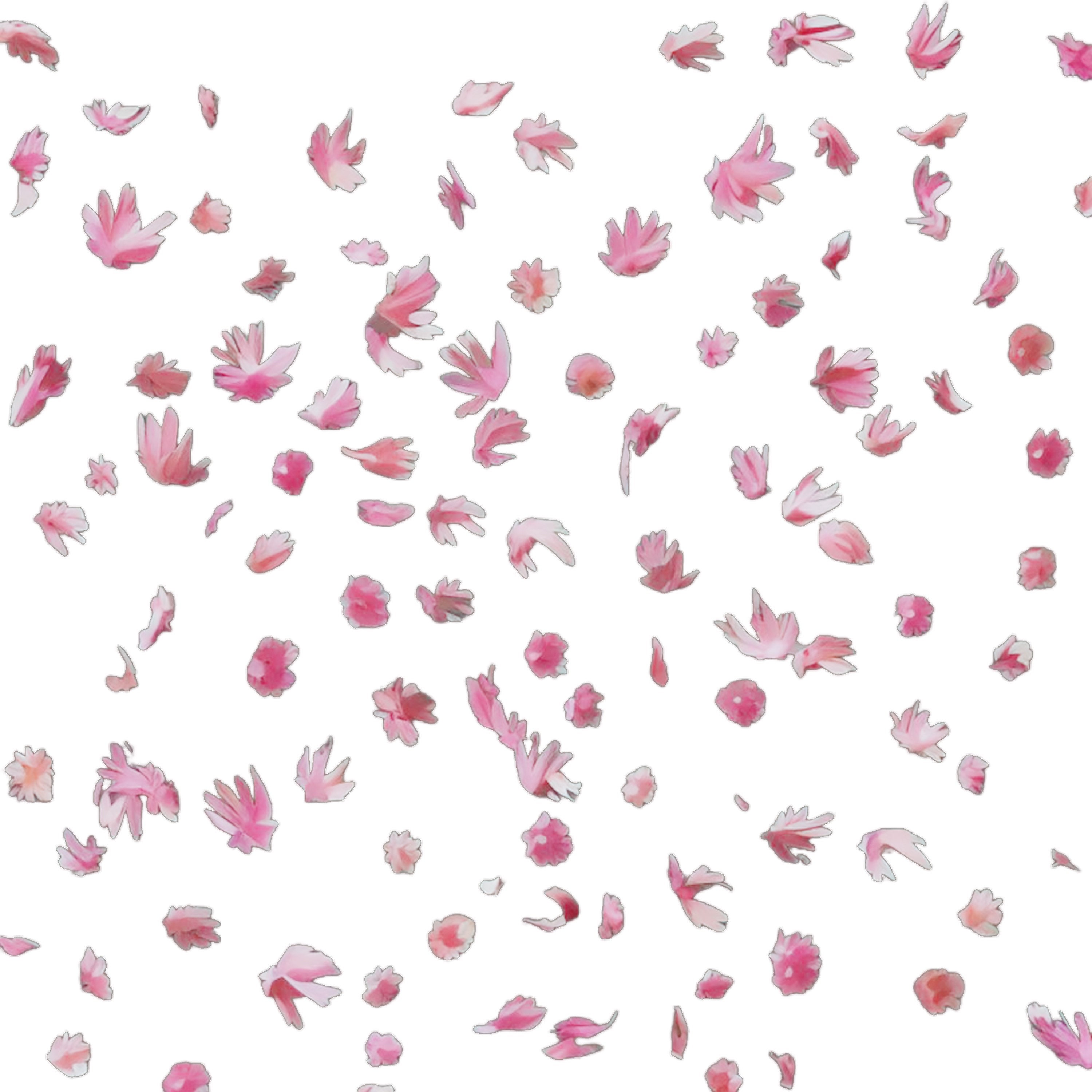 Falling Petals Png
