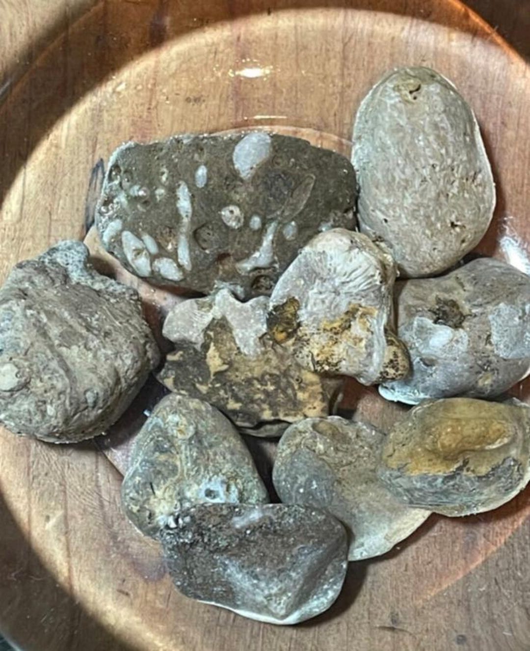 Natural Ohio Rocks for Decorating-cool Gray Sea Coral Fossils Tank ...