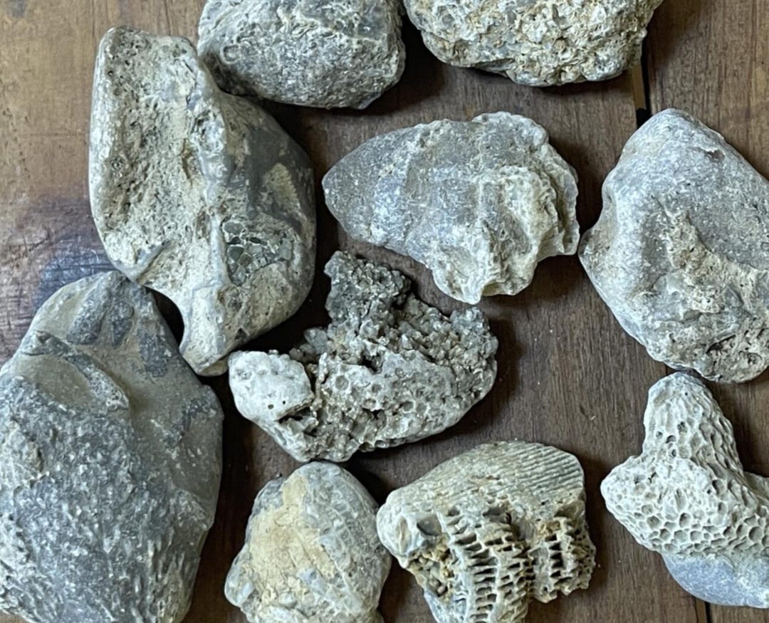 Decorative Natural Sea Coral Fossils- Nicely Detailed Specimens Tank ...