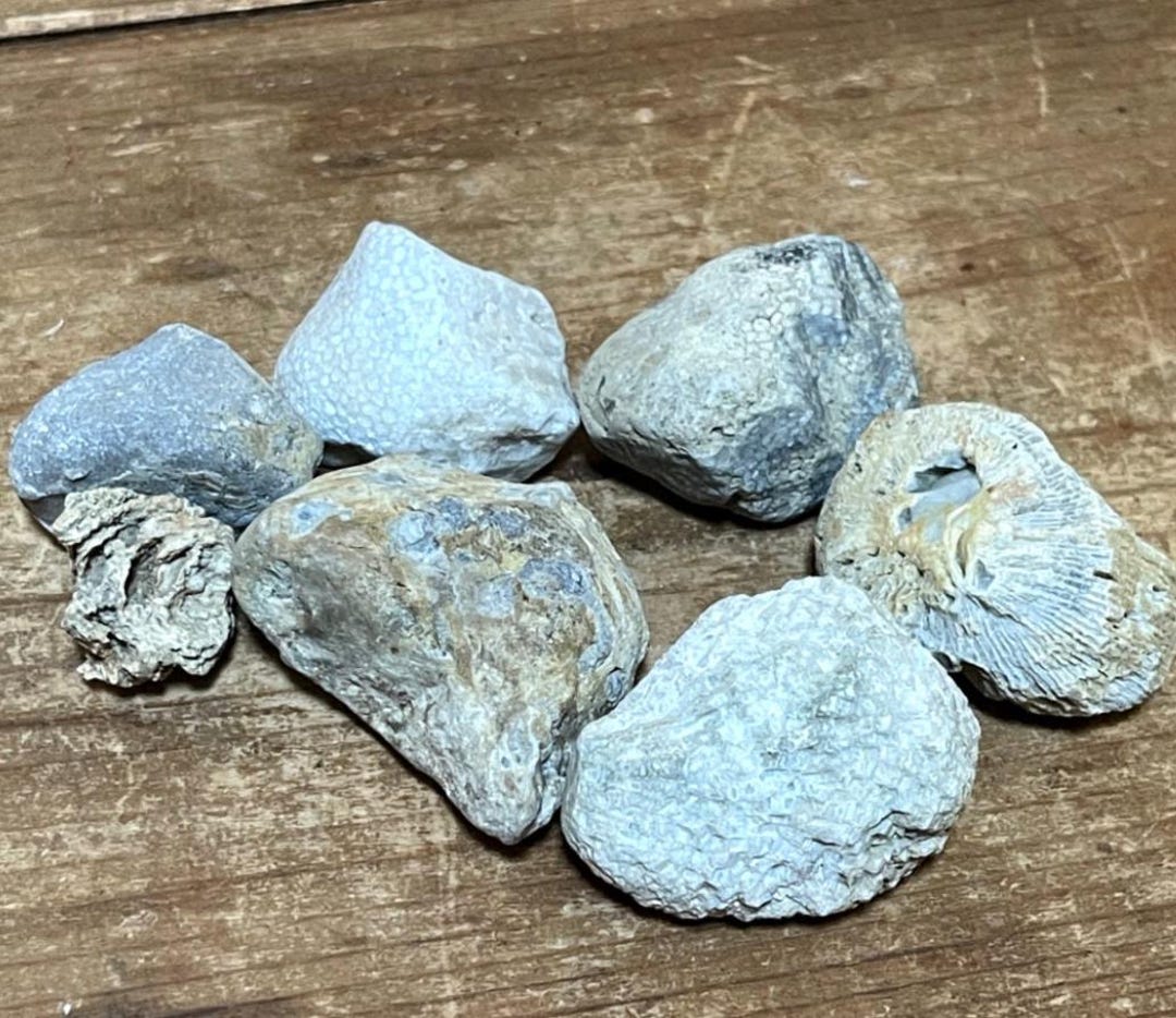 Natural Ohio Rocks for Decorating- Super Neat Sea Coral Fossil Mix - Etsy