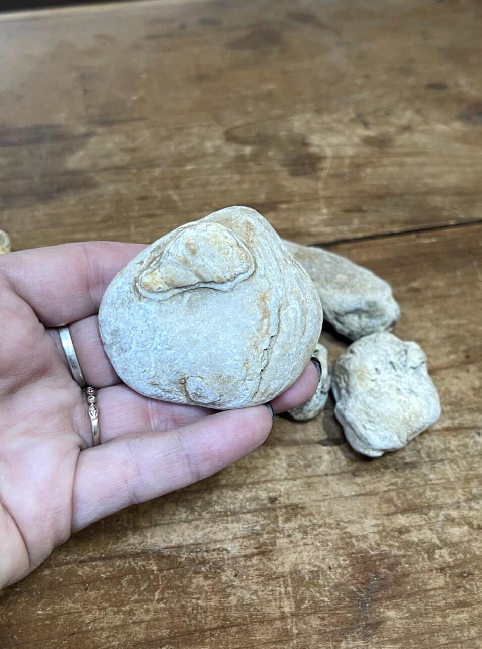 Lot of Natural Ohio River Rocks for Tank Decorating Gnarly - Etsy