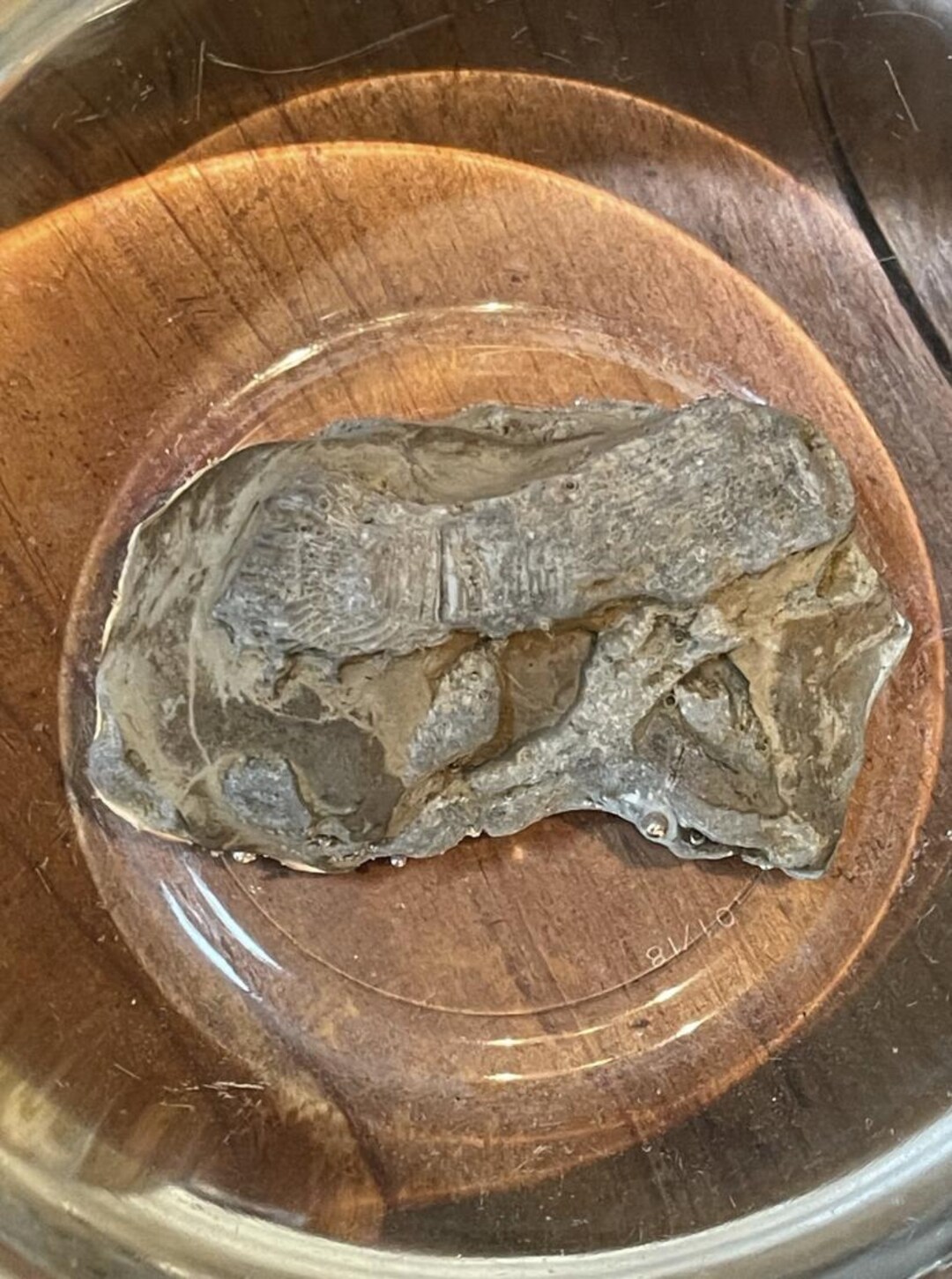 Natural Ohio Rocks for Tank Decorating-nicely Defined Large Sea Coral ...