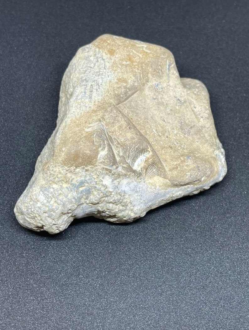 Large Agatized Sea Coral Fossil Ohio Rock Aquarium Terrarium Fish ...