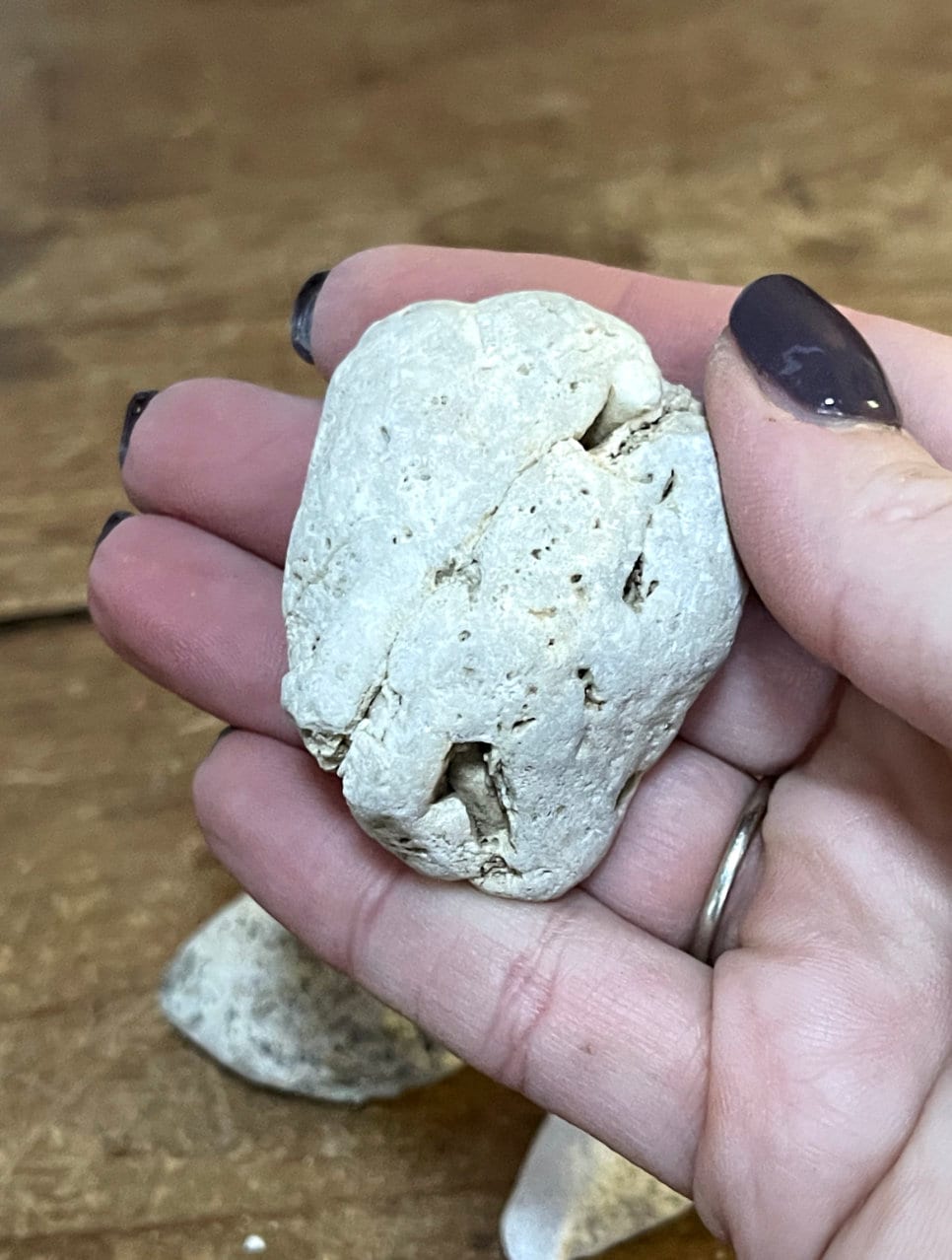 Ohio Fossils in Sediment Stone Neat Mixed Lot Aquarium Terrarium ...