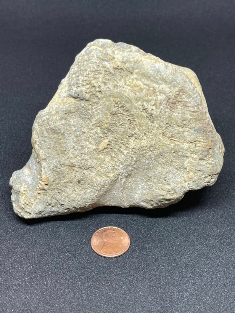 Large Agatized Sea Coral Fossil Ohio Rock Aquarium Terrarium Fish ...