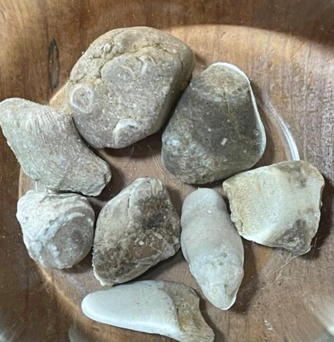 Natural Ohio Rocks for Tank Decorating- Fossilized Stones Aquarium ...