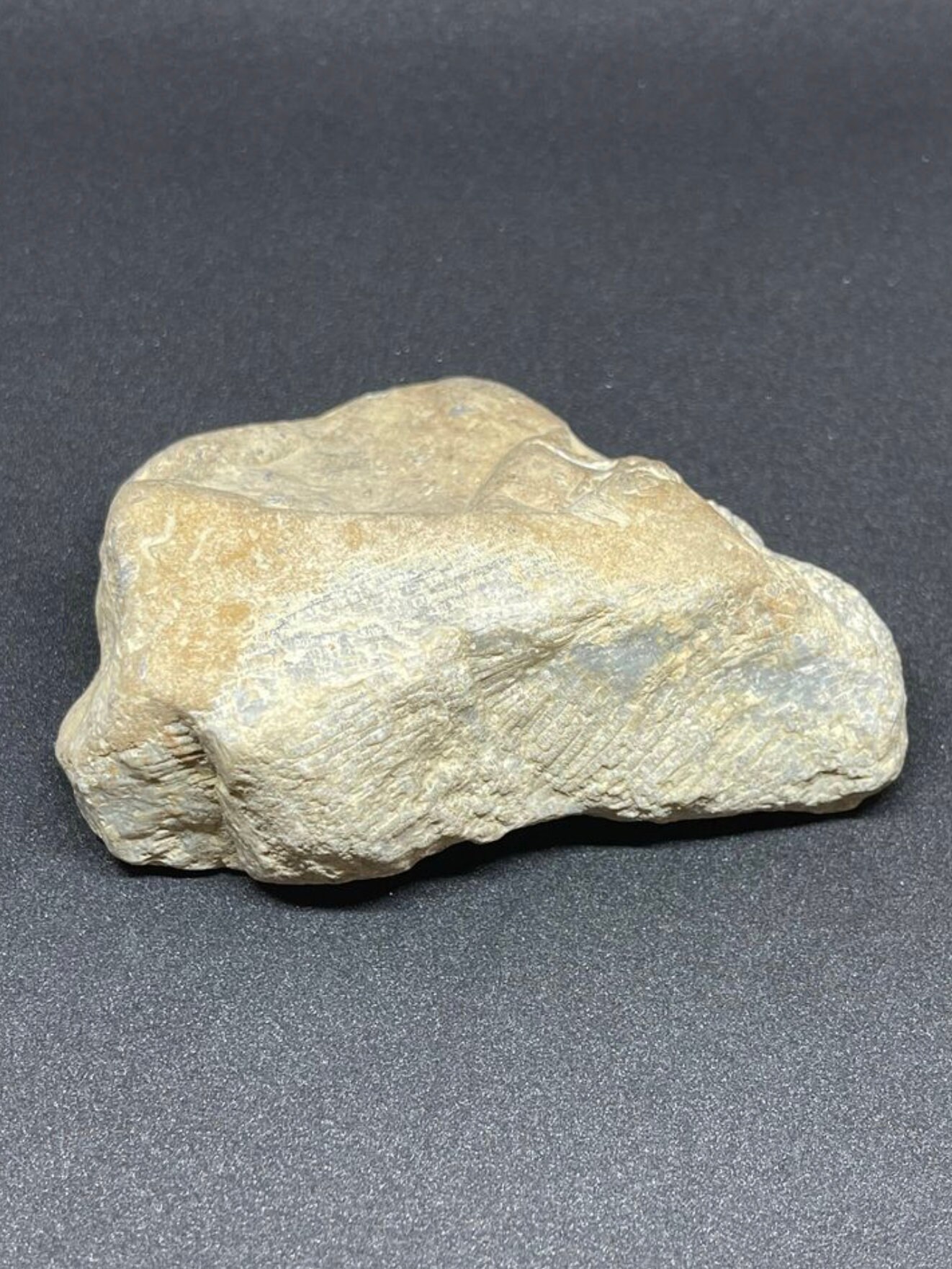 Large Agatized Sea Coral Fossil Ohio Rock Aquarium Terrarium Fish ...