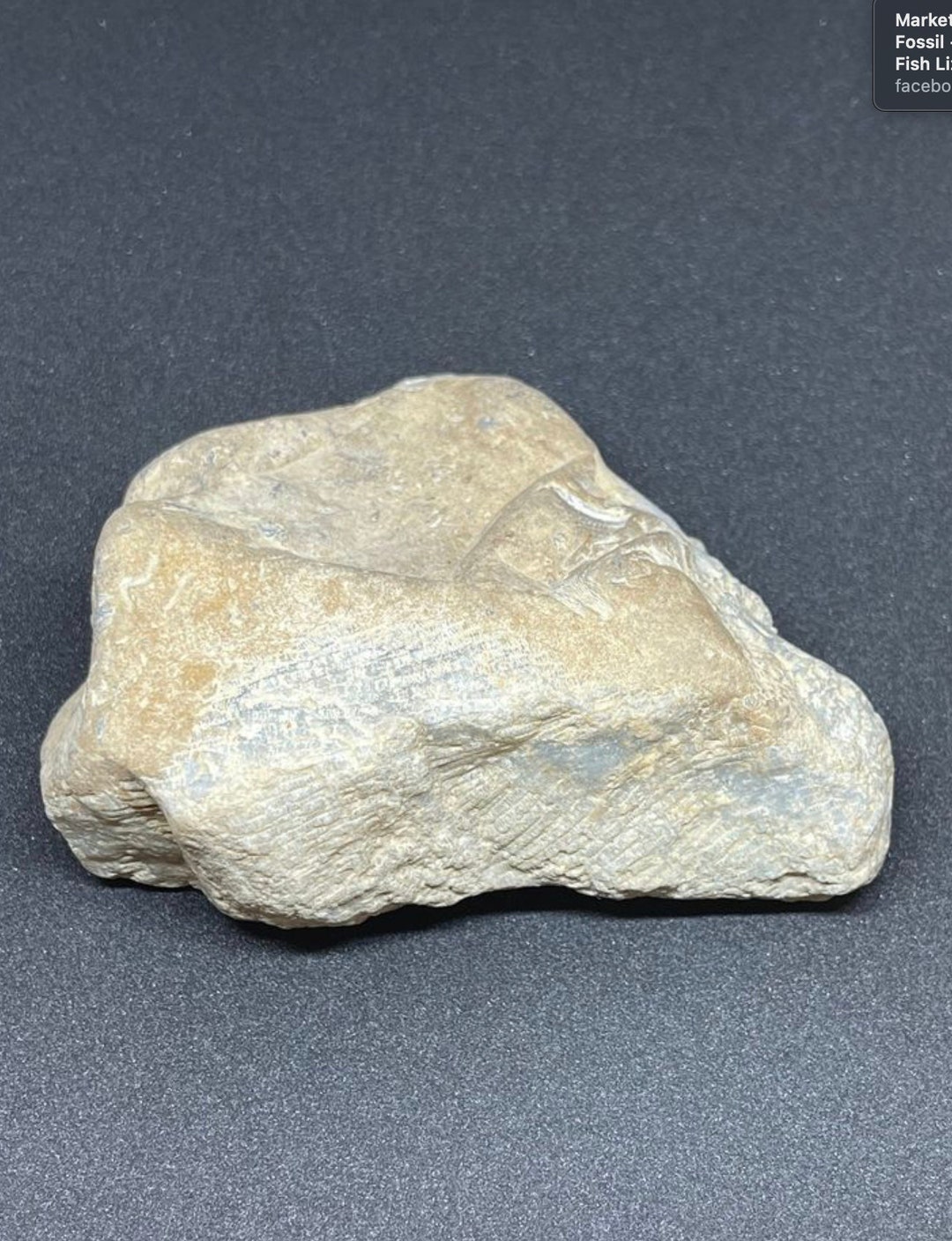 Large Agatized Sea Coral Fossil Ohio Rock Aquarium Terrarium Fish ...