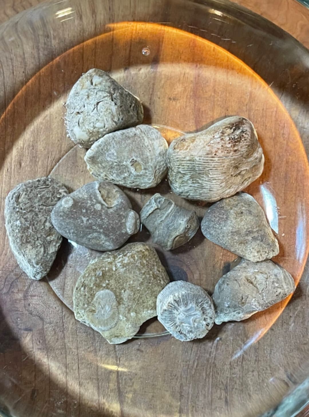 Natural Ohio Rocks for Tank Decorating- Nice Sea Coral Fossils ...