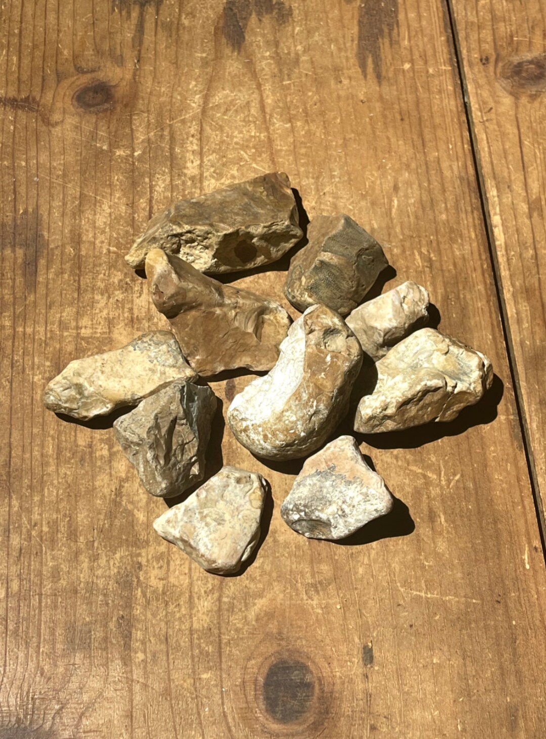 Natural Ohio River Rock Decor- Brown Flint - Chert With Fossil ...