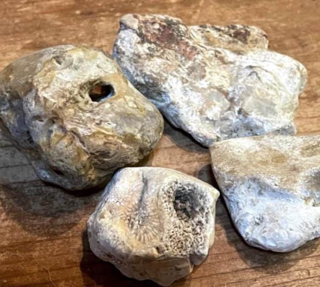Natural Ohio Rocks - Stunning Fossilized Flint Stones and Large Hag ...