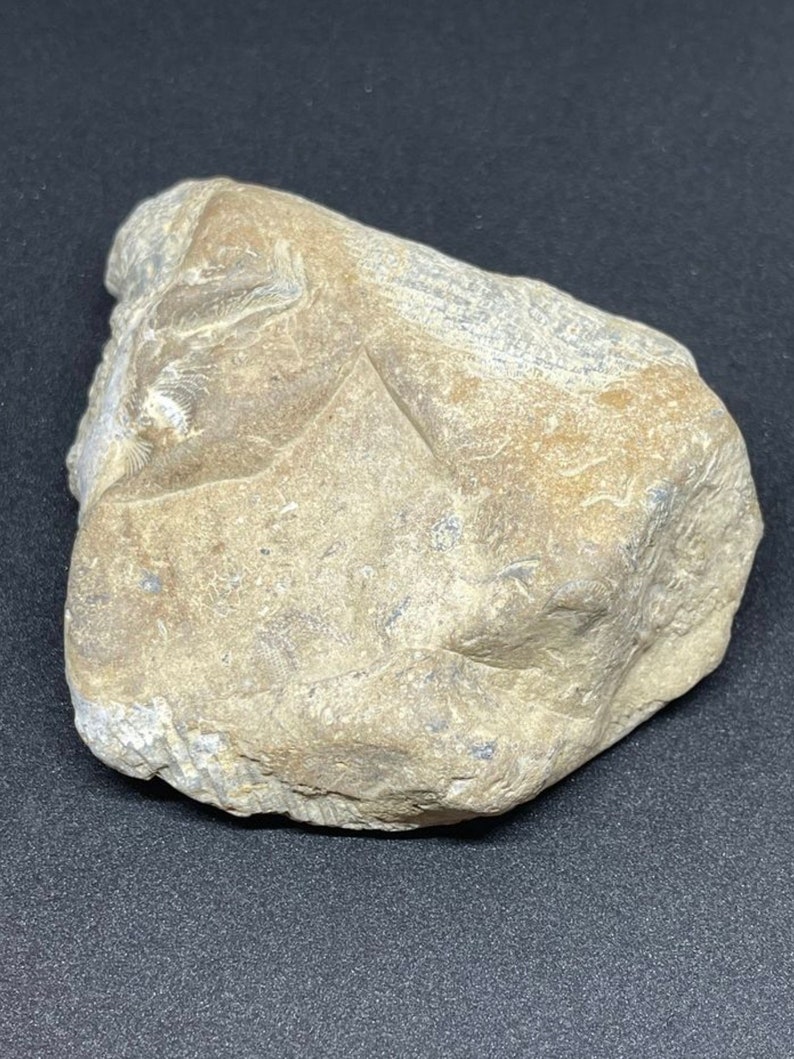 Large Agatized Sea Coral Fossil Ohio Rock Aquarium Terrarium Fish ...