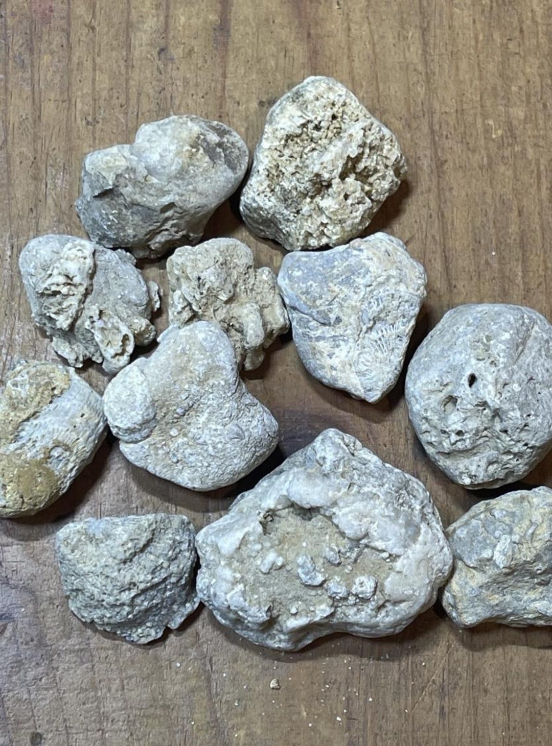 Decorative Natural Sea Coral Fossils- Nicely Detailed Fossil Mix Tank ...
