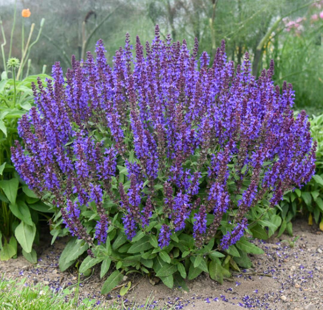 300 Seeds - Salvia Nemorosa Superba - Etsy Canada