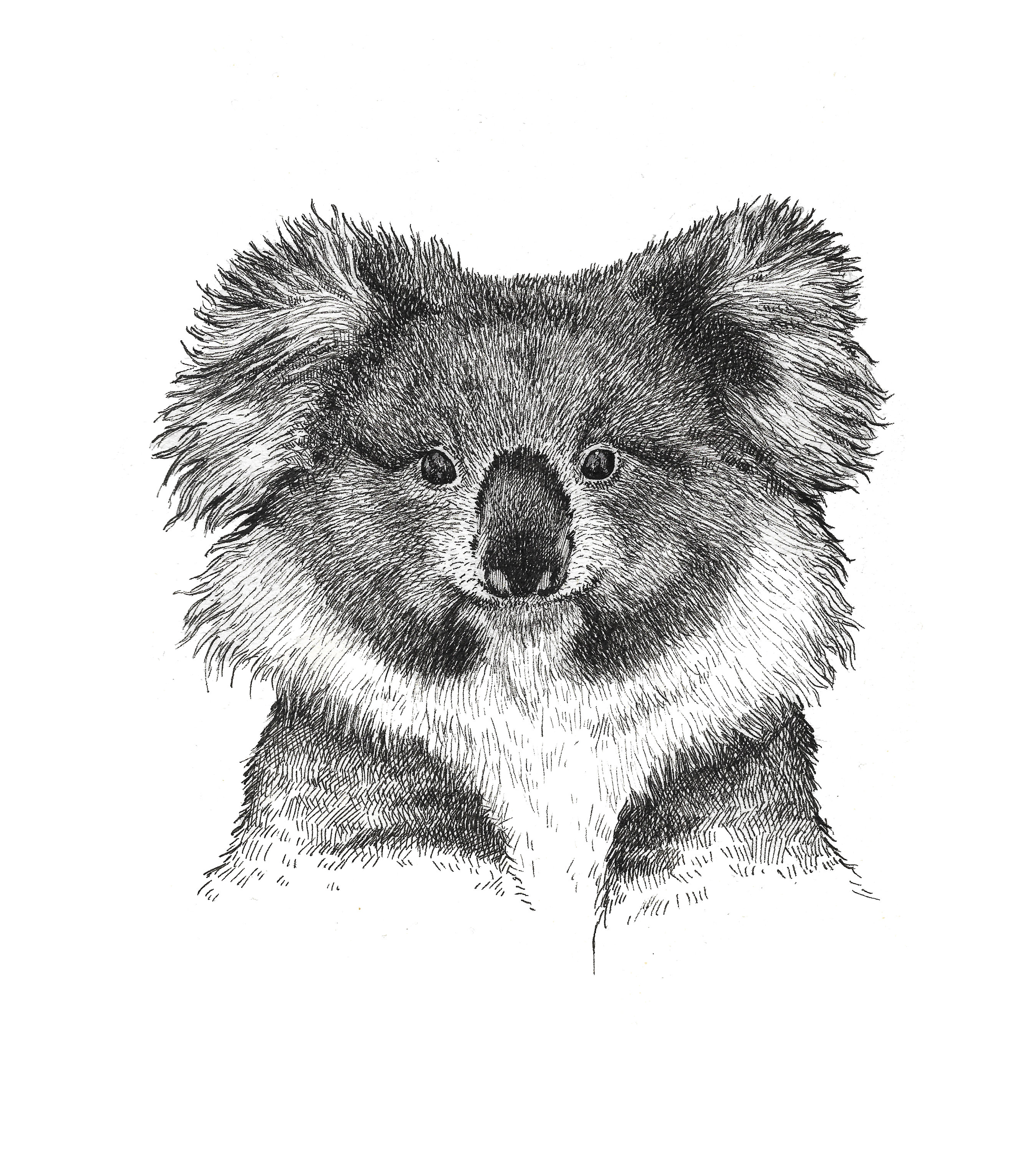 Koala Pen and Ink Drawing Poster - Etsy