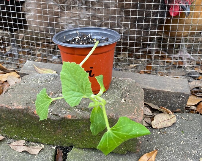 Golden Royal Watermelon. 15+ Seeds per Pack. Pink to Red Flesh ...