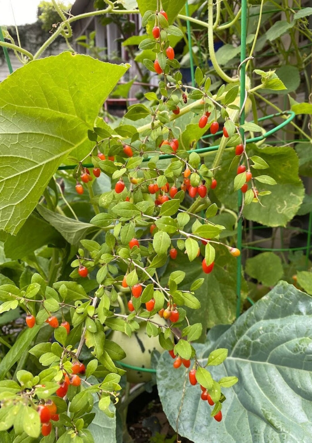 Organic LIVE Goji Berry Plant 4” Pot - Etsy