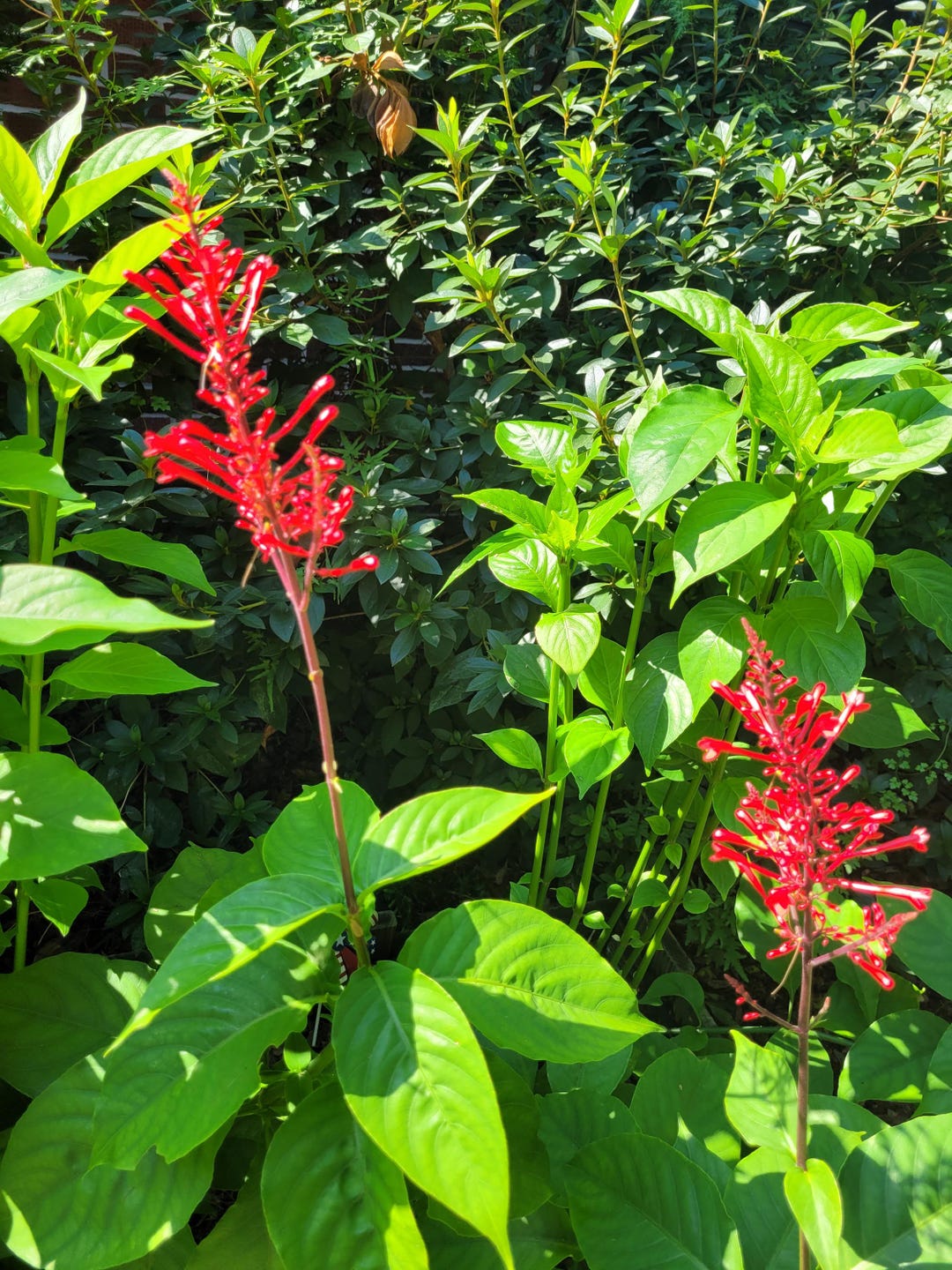 Red Firespike *only Full-shade Plant With Red Blooms* - Etsy