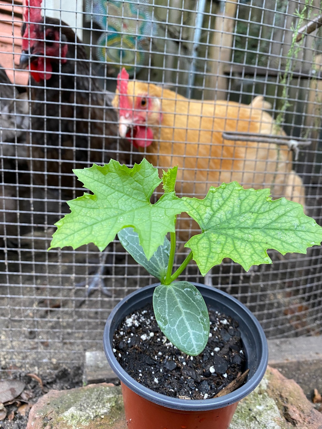 Organic LIVE Luffa Gourd Plant (loofah Sponge) - Grown Organically ...