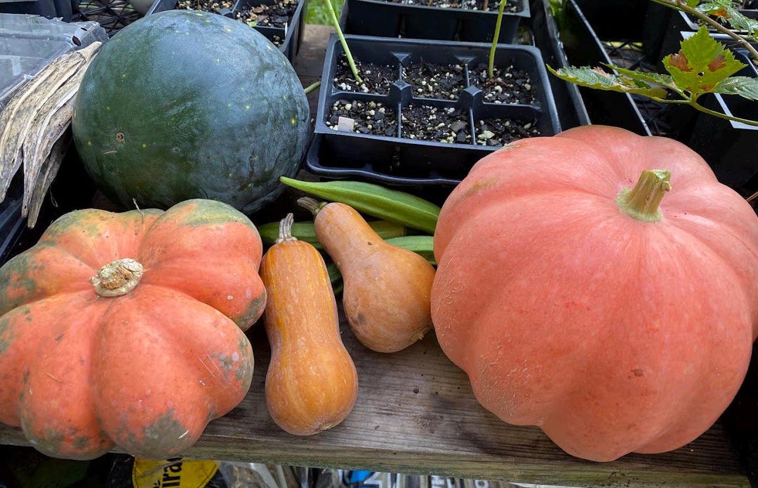 Organic LIVE Heirloom Squash Plant: Choose From Pink Moranga Pumpkin ...