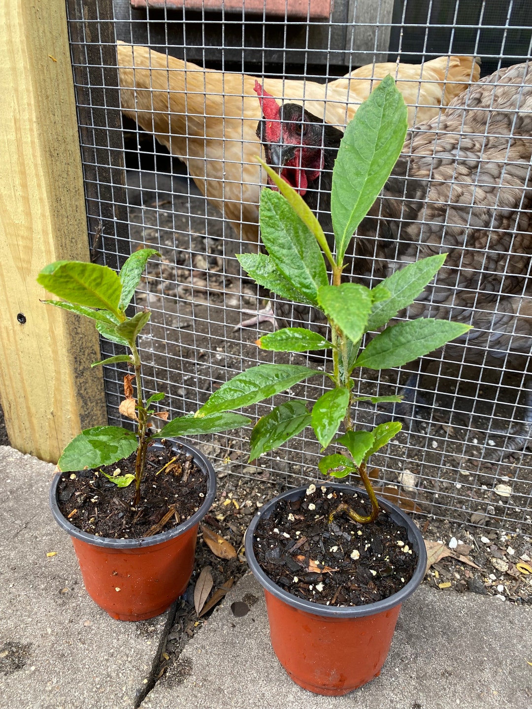 Organic LIVE SWEET Japanese Plum / Loquat Seedling 4 or 6 Pot - Etsy