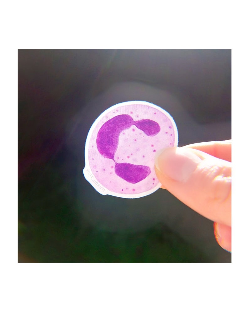 Blood Cell Stickers: Neutrophil. Haematology Stickers, Biomedical ...